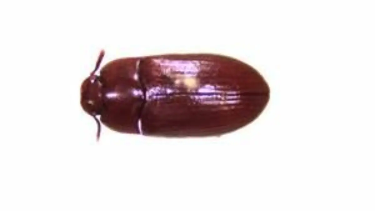Insecto Café Pequeño: Cómo Deshacerse De Esta Plaga | Despiste Café