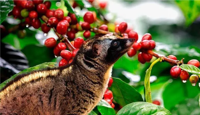 Café Excremento De Animal Peruano: Una Delicatessen única En El Entorno ...