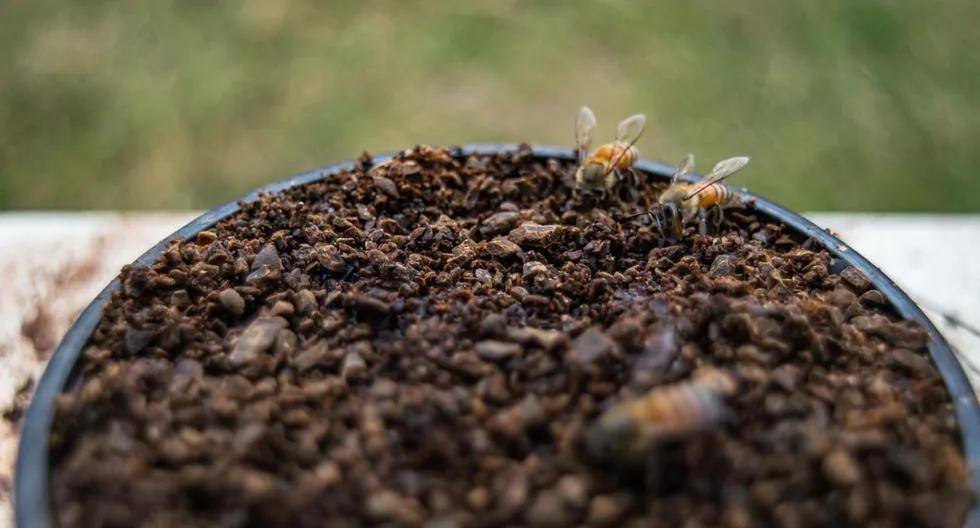 Protege Tu Jardín Con Café: Solución Natural Contra Caracoles Y Babosas ...