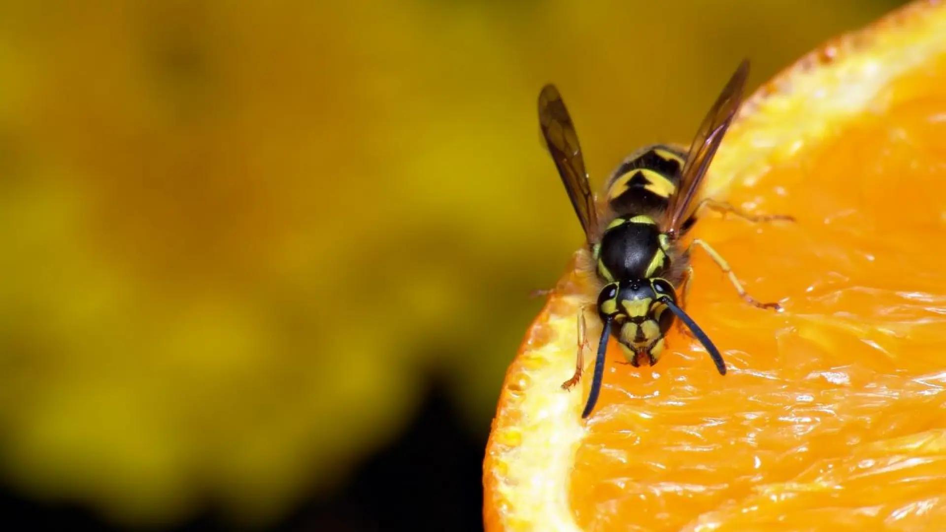 Ahuyentar Avispas Con Café Quemado: Método Natural Y Efectivo ...