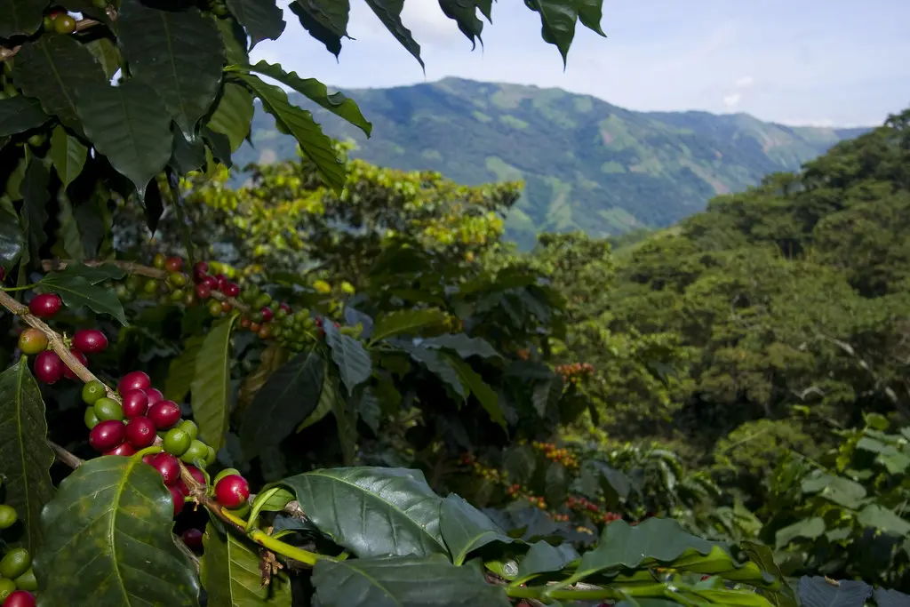 Café Sierra Nevada De Santa Marta: Joya De La Naturaleza | Despiste Café