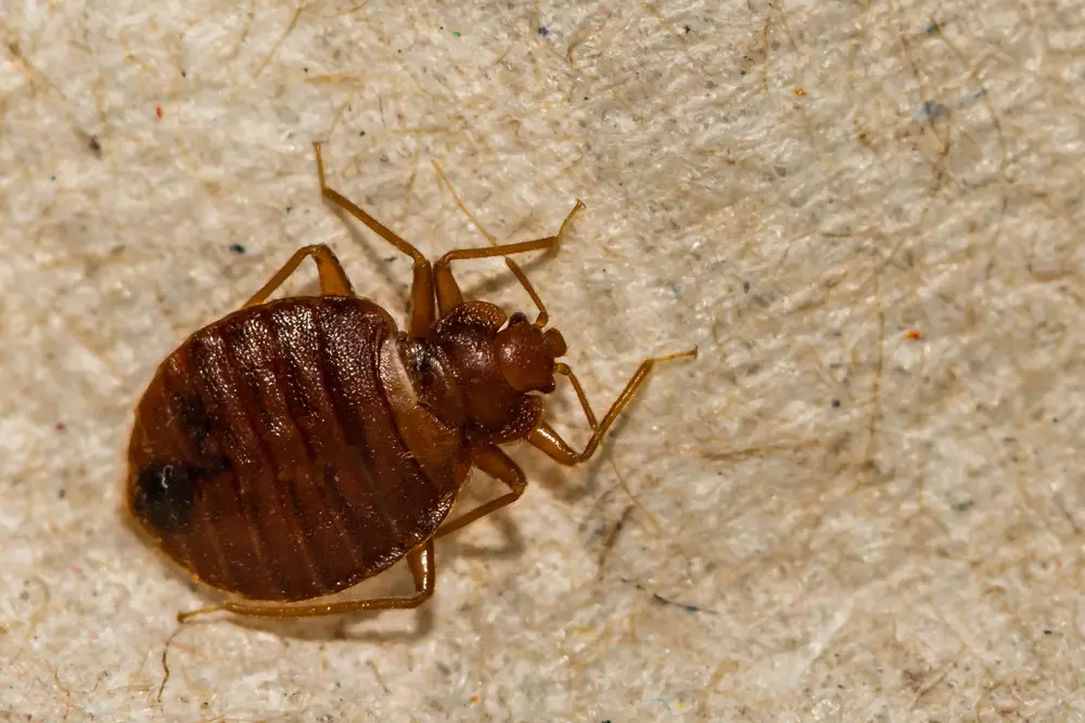 Insecto Café Pequeño: Cómo Deshacerse De Esta Plaga | Despiste Café
